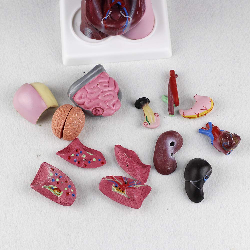 Science Education Mini Human Anatomy Physiology Body Internal Organs ...
