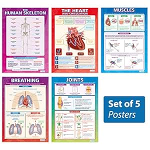 Amazon.com: The Human Body Poster Pack (1) - Set of 5 | Science ...