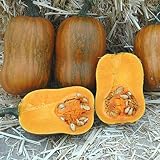 Ambercup squash - How to grow & care