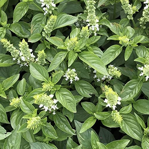Lime Basil Seeds - 40+ Count Packet - for 2024 Ocimum Basilicum Pot ...