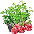 Amazon.com : Pack 3 Raspberry Plants Live for Planting, Raspberry ...