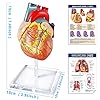 Human Heart Model For Anatomy, 2 - Part Heart Models Anatomy Life Size ...