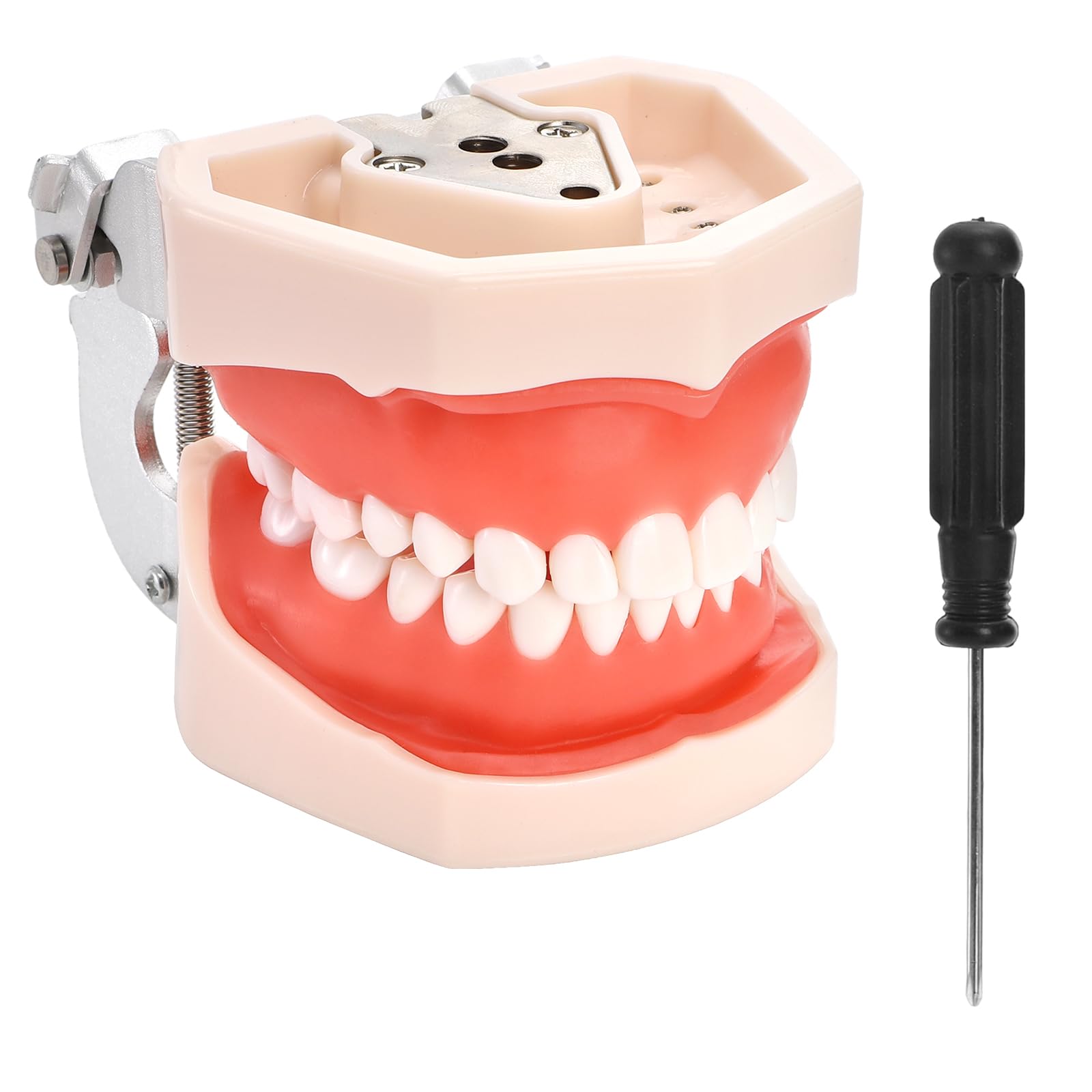 ZENFUN Standard Dental Typodont Model, Demonstration Teeth Model ...