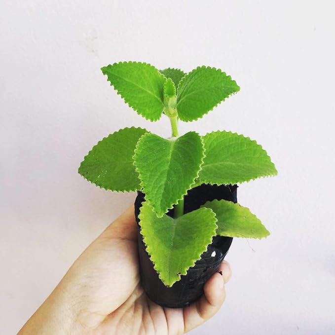 Creative Farmer Panikoorka Or Navara (Indian Borage) Borage(India ...