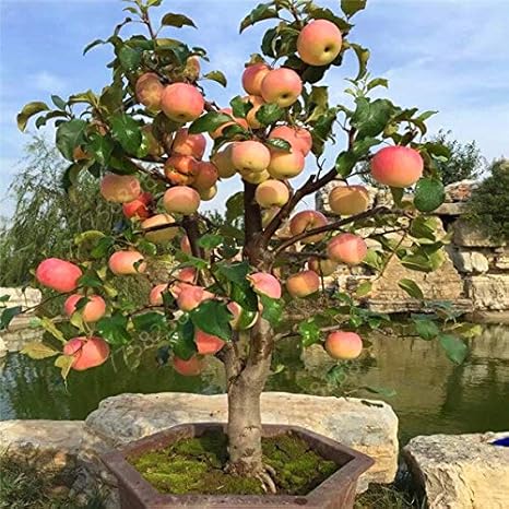 30 Pcs Dwarf Apple Bonsai Miniature Apple Tree Sweet organic perennial ...