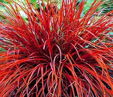 Red Hook Sedge Ornamental Grass 15 Seeds,Uncinia Grass - Crimson red ...
