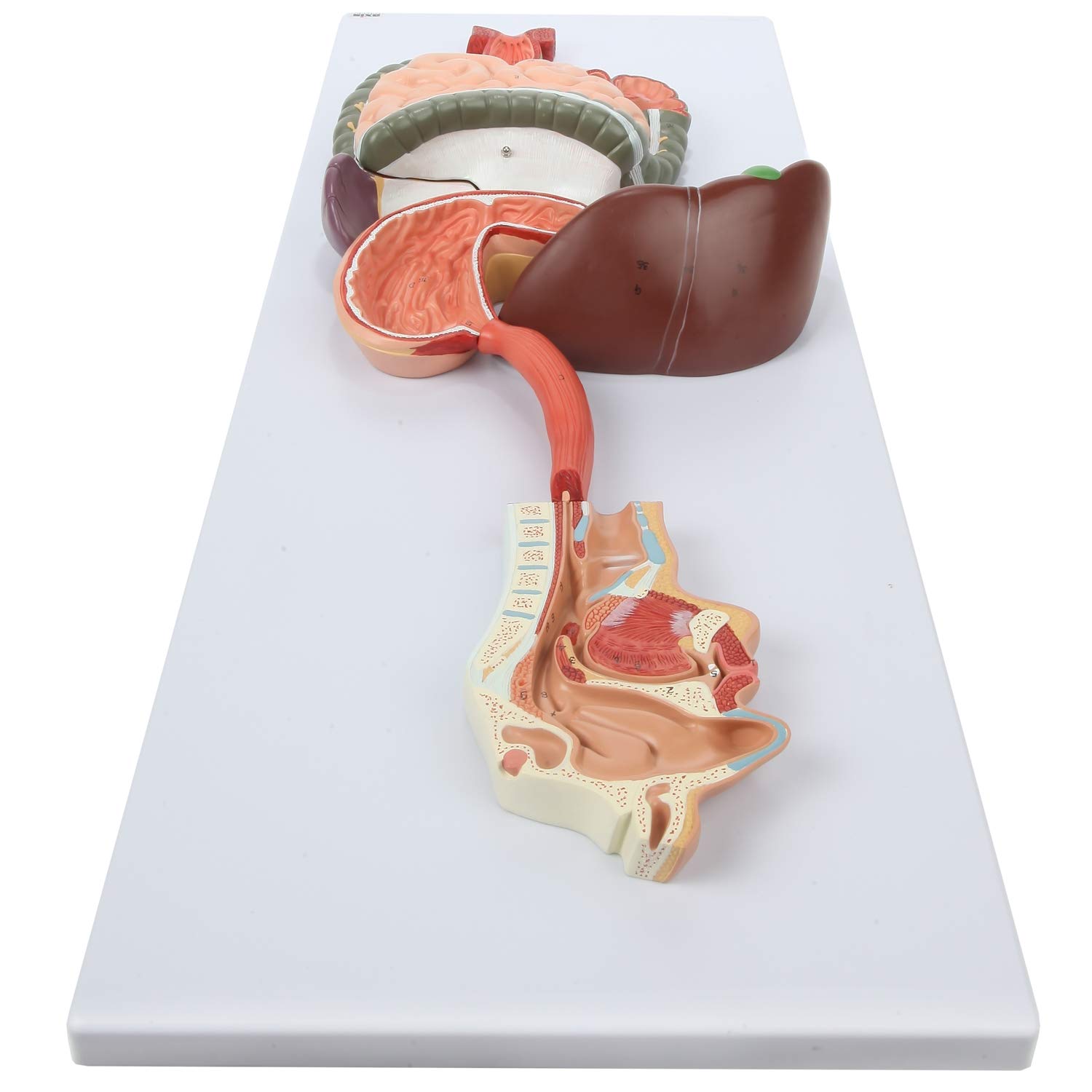 Mua Axis Scientific Human Digestive System Model | Half Life-Size ...