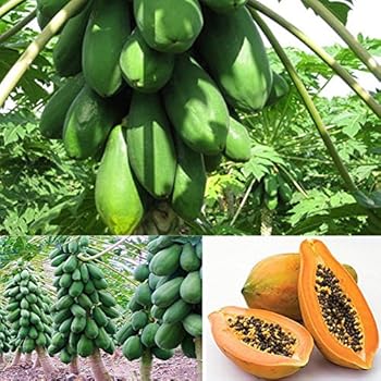 Amazon.com : Dwarf Solo Papaya Tree! 10 Seeds! Small fruit! PERFECT FOR ...