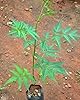 10 Neem Tree Seeds for Planting - Cay Sau Dau - (Azadirachta Indica ...