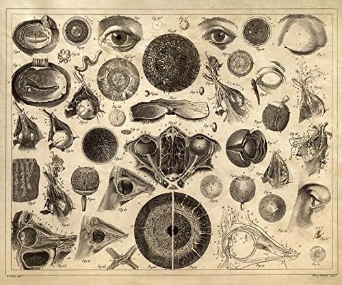 Amazon.com: 16" x 20" Vintage Anatomy Human Eye Diagram Chart ...