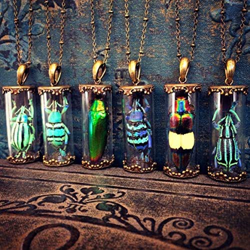 Amazon.com: Real bug necklace Real beetle necklace Taxidermy beetle ...