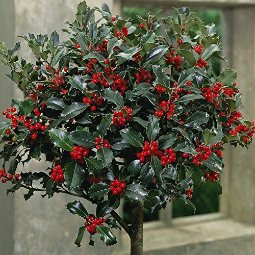 Standard Festive Holly Tree for Christmas, Gardens & Patios, Attractive ...