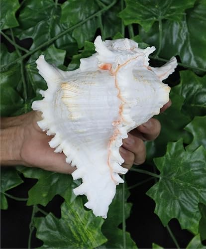 ASHIRWAD Garuda Blowing Shankh, Murex Ramosus - Conch Shell - Puja ...