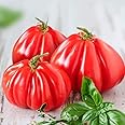 Amazon.com : Ruffled Tomato Seeds - 25+ Seeds to Grow - Exotic Heirloom ...