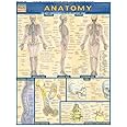 Anatomy (Quickstudy Reference Guides - Academic): BarCharts, Inc ...