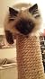 Lint Removers : Amazon.com: Scotch Fur Fighter Hair Remover Kit With 7 ...