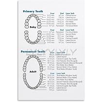 Adult Tooth Chart Printable Amazon.com: MOJDI Adult Tooth Chart Chart