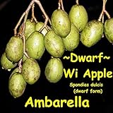 Ambarella fruit - How to grow & care