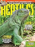 4 of the Best Reptiles for Beginners to Help You Decide | Animal Bliss