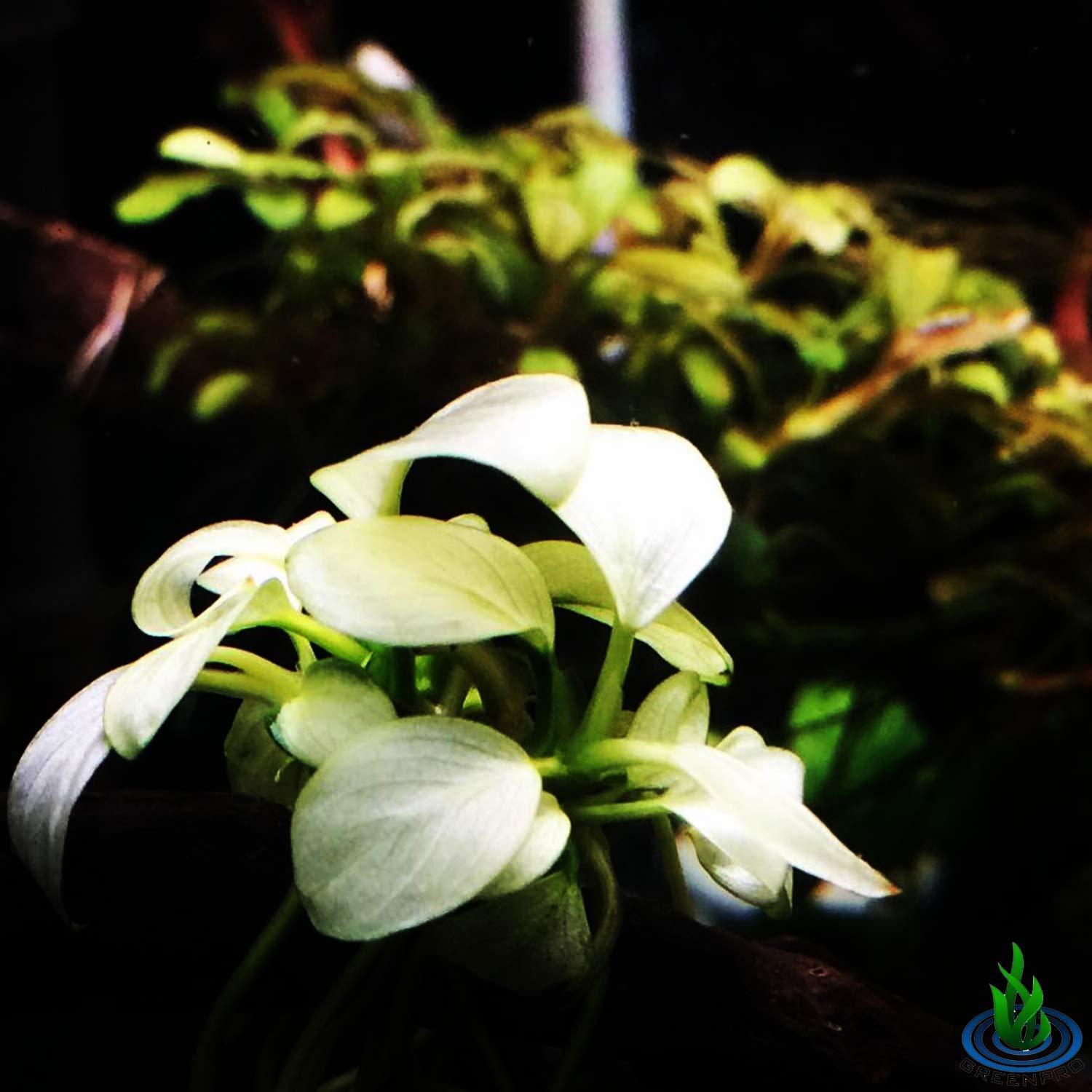 Mua Greenpro Anubias Nana Marble White Pinto Nano Mini Tissue Culture ...