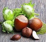Hazelnut tree - How to grow & care