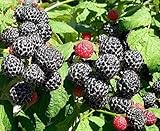 Black raspberry - How to grow & care
