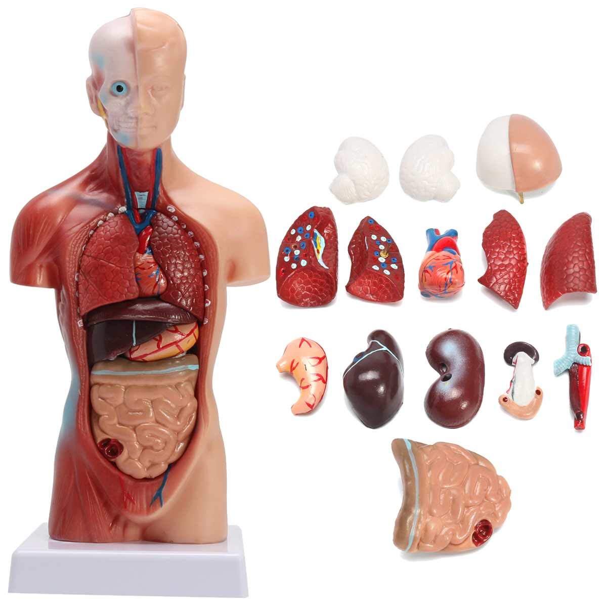 Professional Medical Anatomy Of Human Organ System Trunk Thoracic Professional Medical Anatomy Of Human Organ System Trunk Thoracic