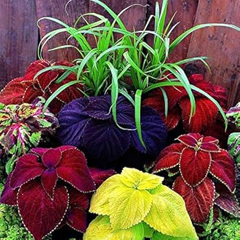 Amazon.com : 100 / bag blue Coleus seeds, beautiful flowering plants ...