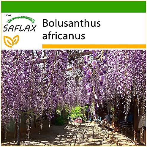 African Wisteria Tree - 10 Seeds - with Soil - Bolusanthus africanus ...