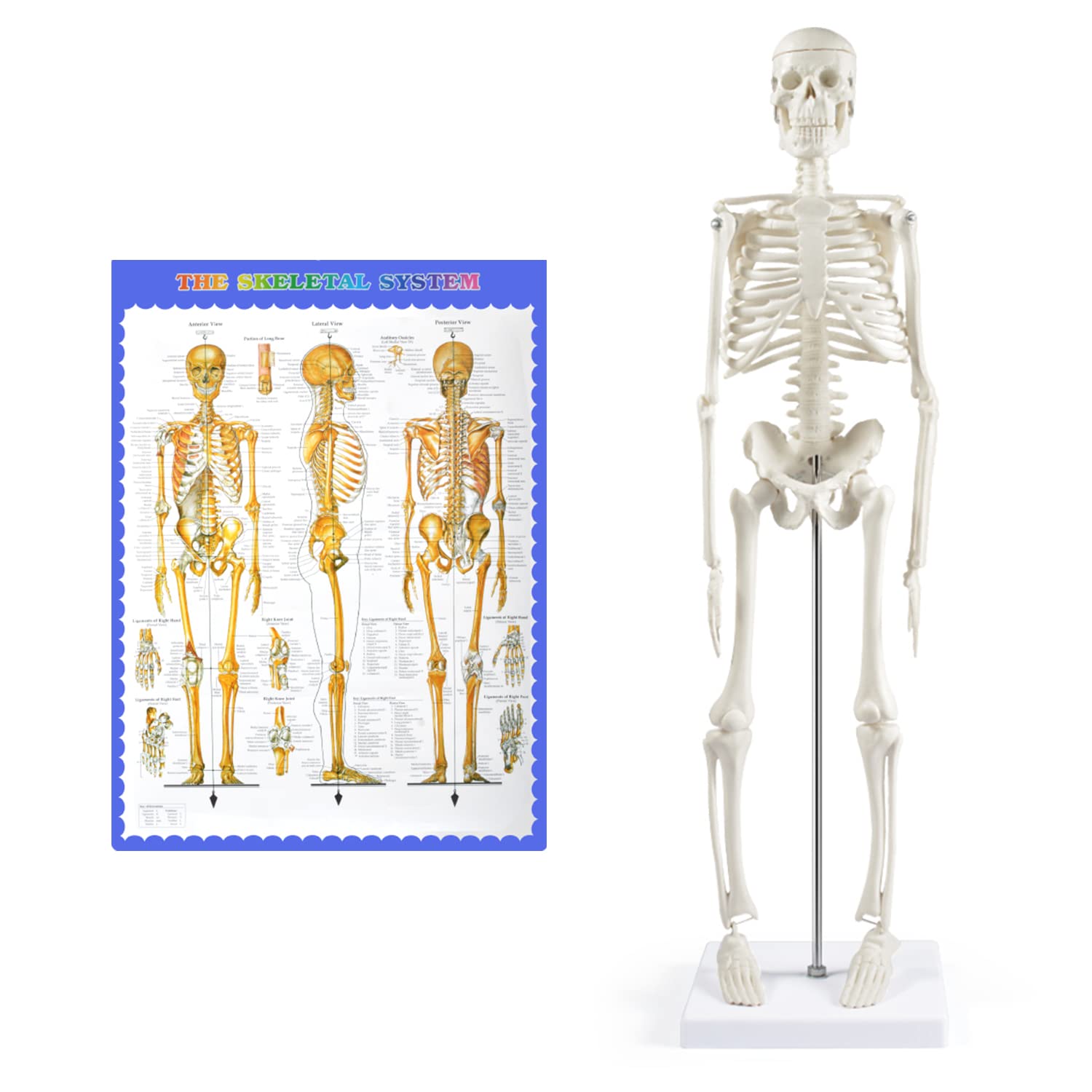 Anatomical Skeleton Models 21cm Human Spine Model - Anatomically ...