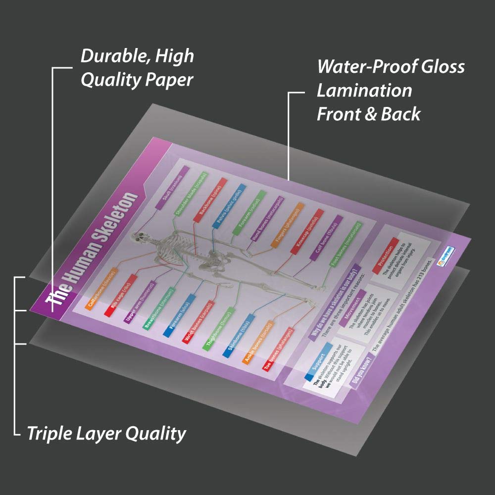 The Human Skeleton | Science Posters | Laminated Gloss Paper measuring ...