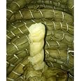 Amazon.com : Bobolo, cameroon bobolo , casava (casava) bread : Grocery ...