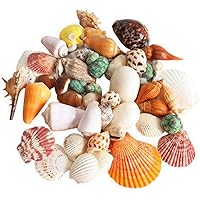 Amazon.com: 90 Pcs Sea Shells Mixed Ocean Beach Seashells, Colorful ...