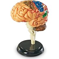 Amazon.com: Learning Resources Brain Model 3.75 inches : Toys & Games