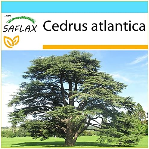 سعر Gift Set - North African Atlas Cedar - 20 Seeds - Cedrus atlantica فى السعودية | بواسطة ...