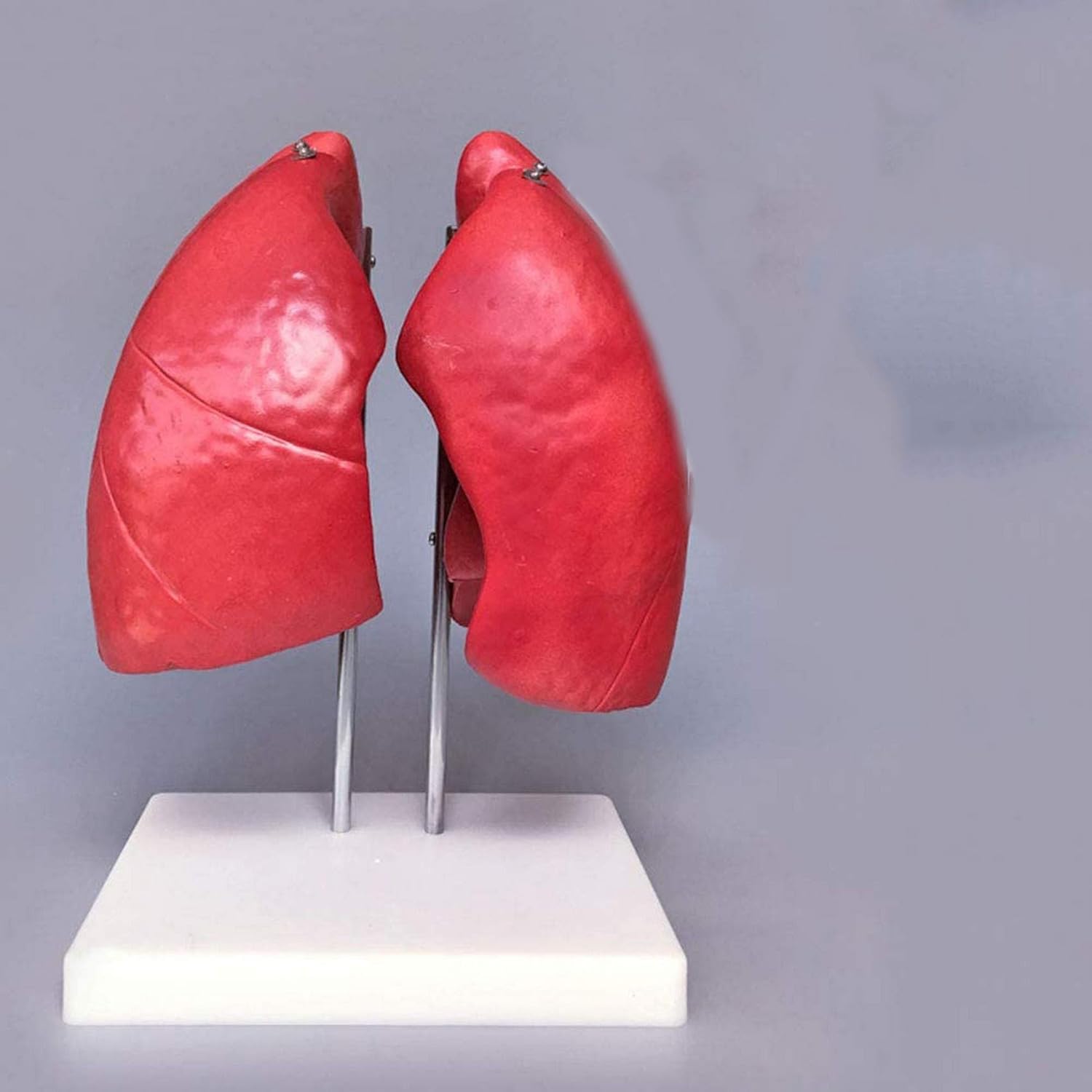 1:1 Human Organ Lung Demonstration Model with Pathologies Anatomy Toy ...