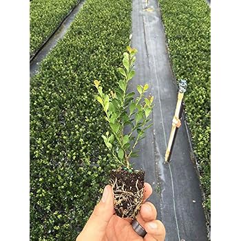 Amazon.com : Heller's Japanese Holly (Ilex crenata 'Helleri') : Garden ...