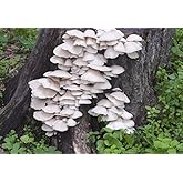 Amazon.com : 100 Pearl Oyster Mushroom Plug Spawn to Grow Gourmet ...