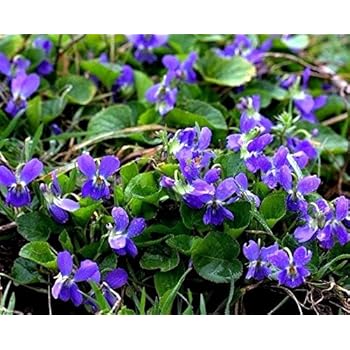 Amazon.com : Outsidepride Viola Admiration - 1000 Seeds : Flowering ...