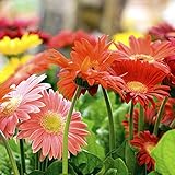 Barberton daisy - How to grow & care