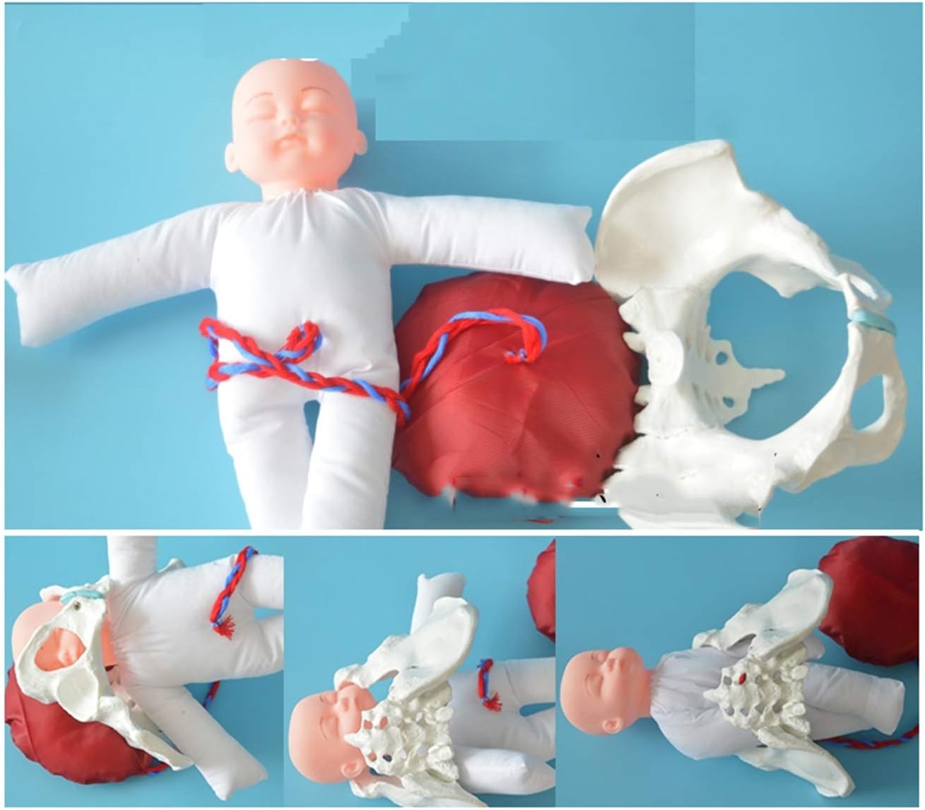 Amazon.com: Delivery Pelvis Model Placental Umbilical Cord Model with ...