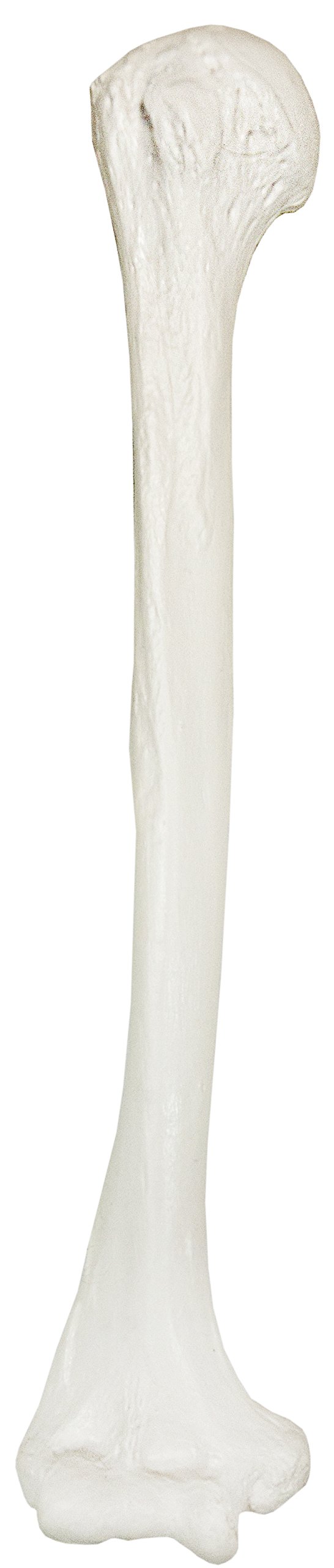 Mua Axis Scientific Humerus Bone Model | Right | Cast from a Real Human ...