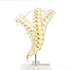 GPI Anatomicals - Sacrum T8 Spine Model with L-1 Through L-5 and T-12 ...