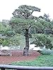 50 Japanese Black Pine Tree Seeds, Pinus Thunbergii in Saudi Arabia ...
