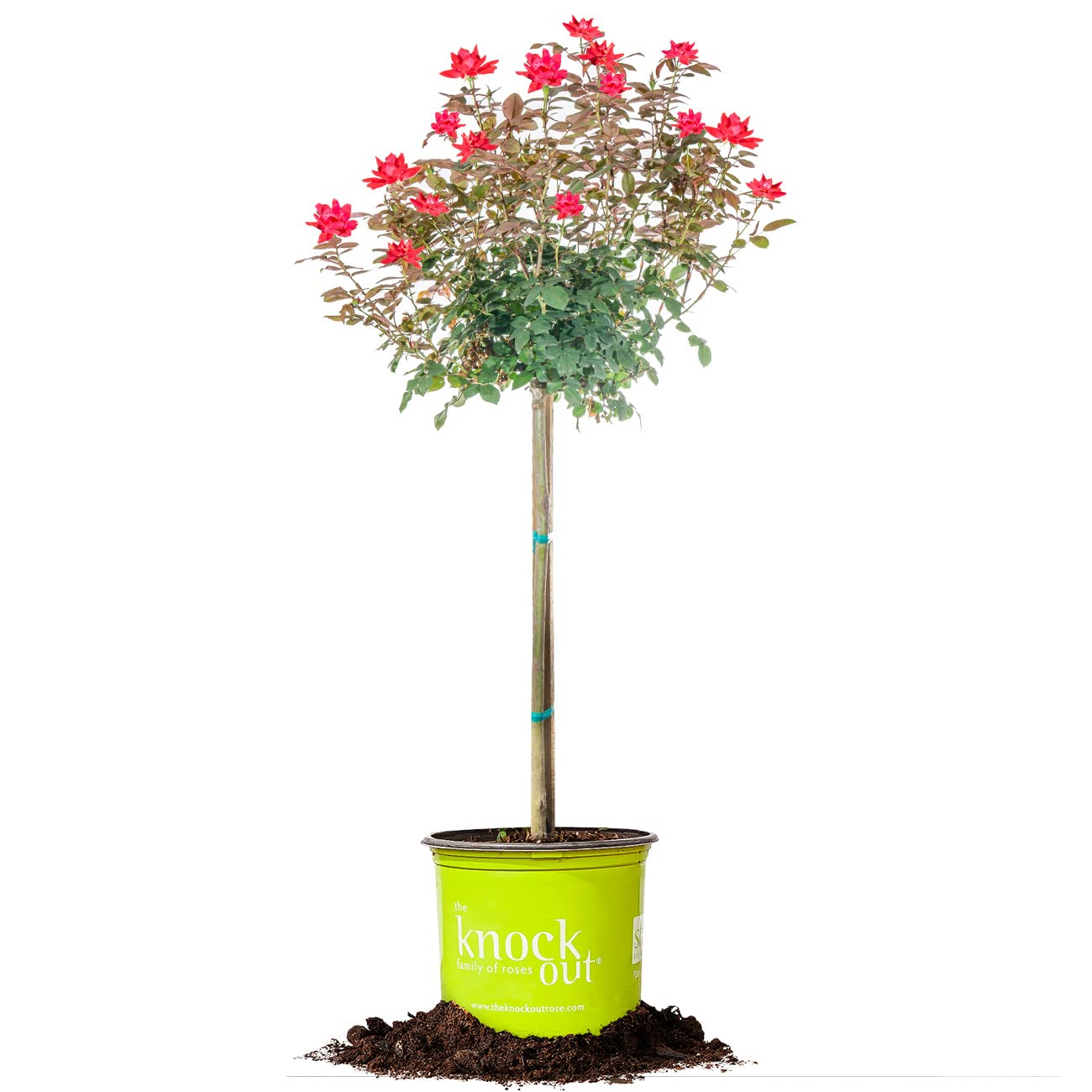 Mua PERFECT PLANTS Perfect Plants Double Red Knockout ® Rose Tree ...