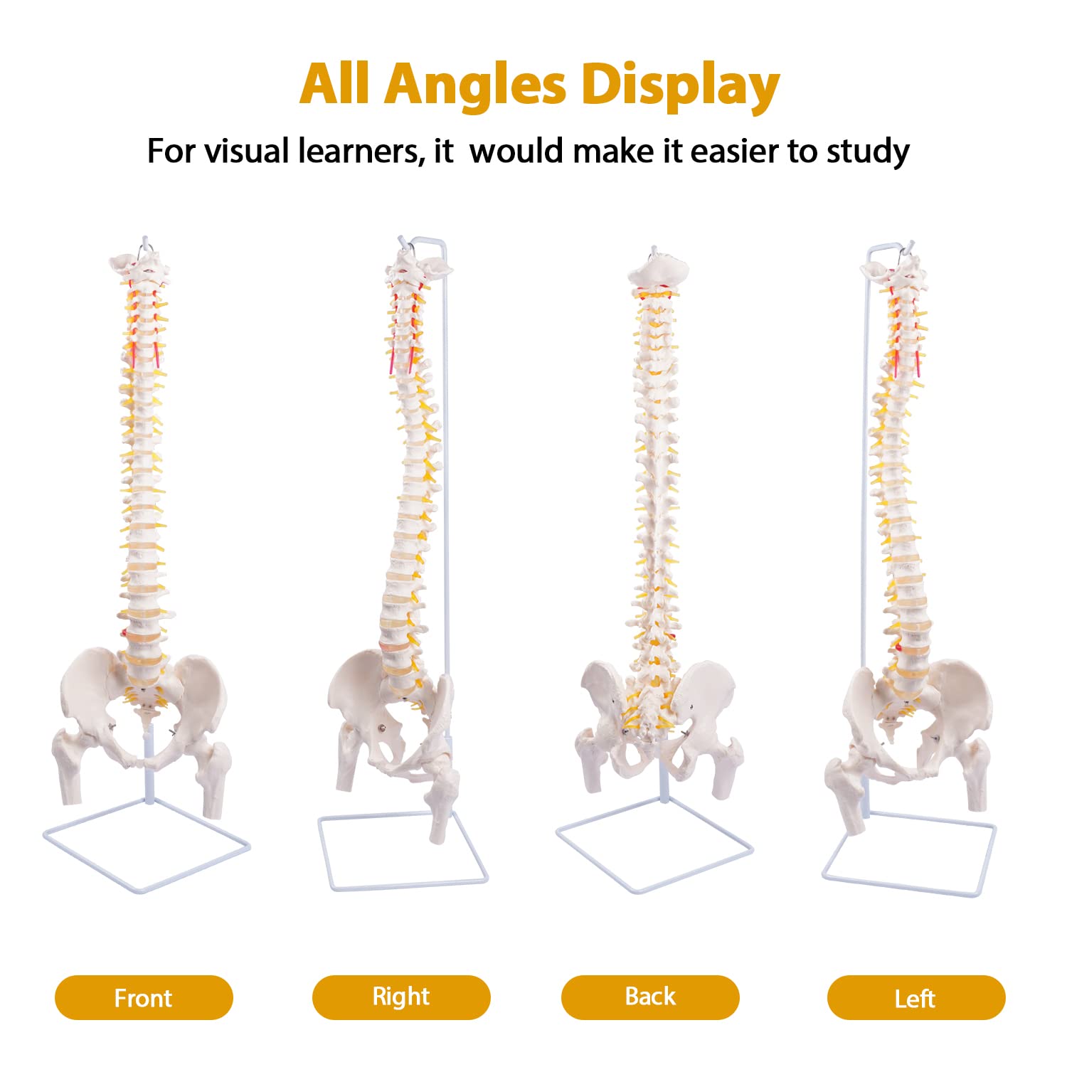 Mua breesky Spine Model, 34.6" Life Size Spinal Cord Model Flexible ...