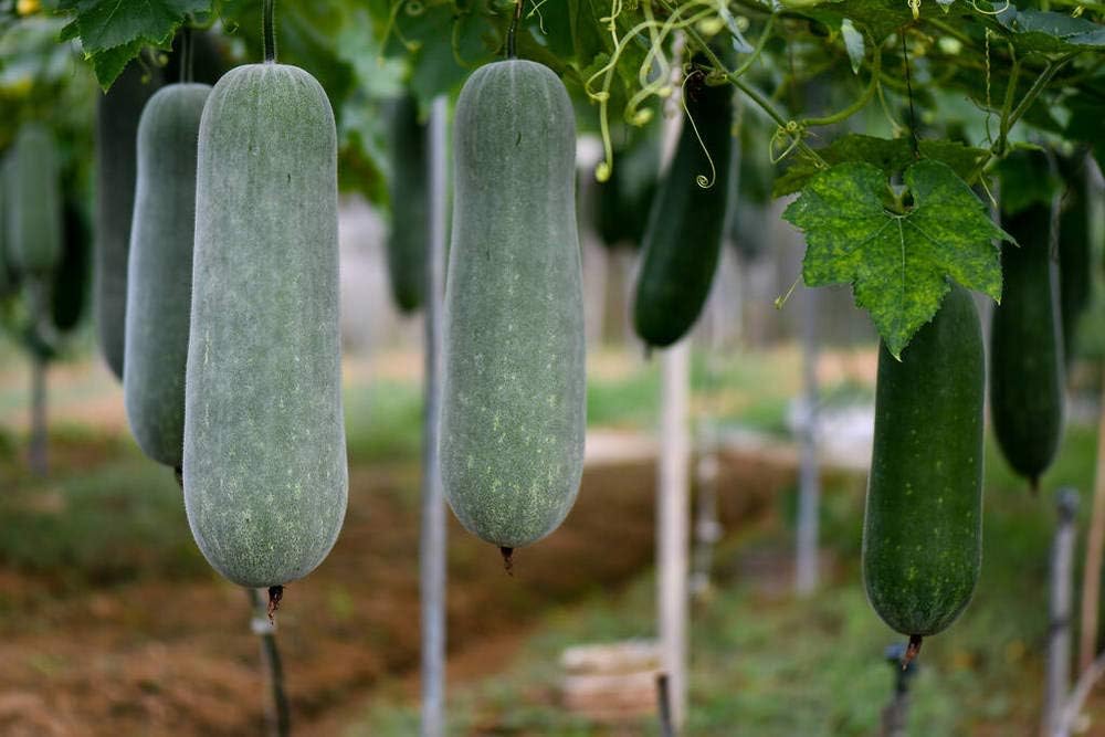 Winter Melon (Pack of 50 Seeds) Wax Gourd Hairy Round Tong Garden ...