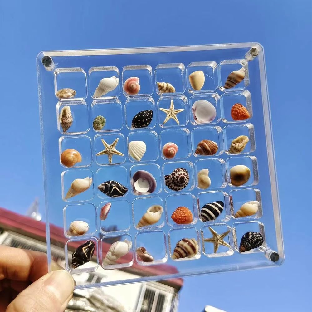 Acrylic Magnetic Seashell Display Box,Jewelry Display Cases Container ...