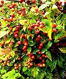 Wiri Wiri Pepper: Ch-Ch Cherry Bomb! - PepperScale