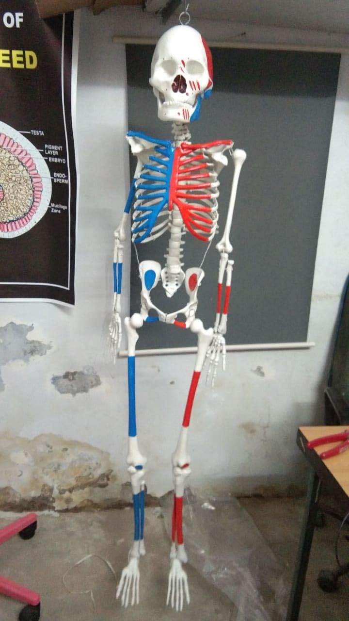 Bone Sets For Medical Students.